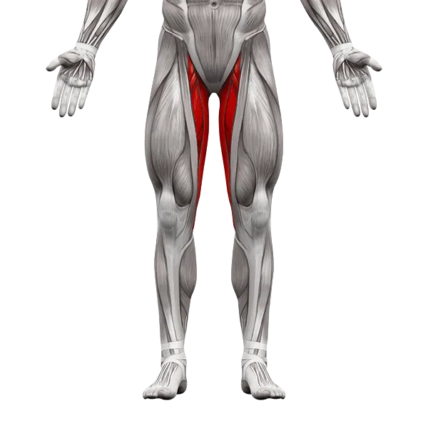 Aductores: Entrenar Y Estirar La Parte Interna De Los Muslos