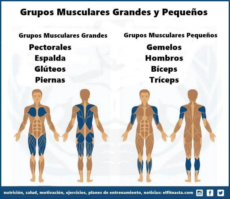 Orden De Grupos Musculares Durante El Entrenamiento | El Fitnasta