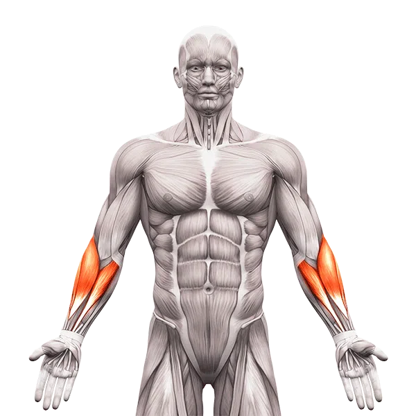 Ejercicios De Antebrazo Para Ganar Músculo En Tu Entrenamiento